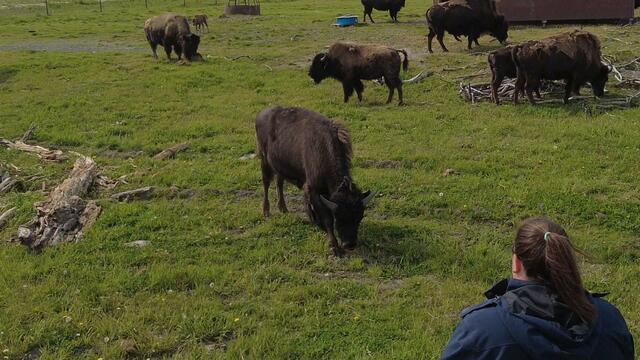 Alaska conservationists determined to revive wood bison herds - CBS News