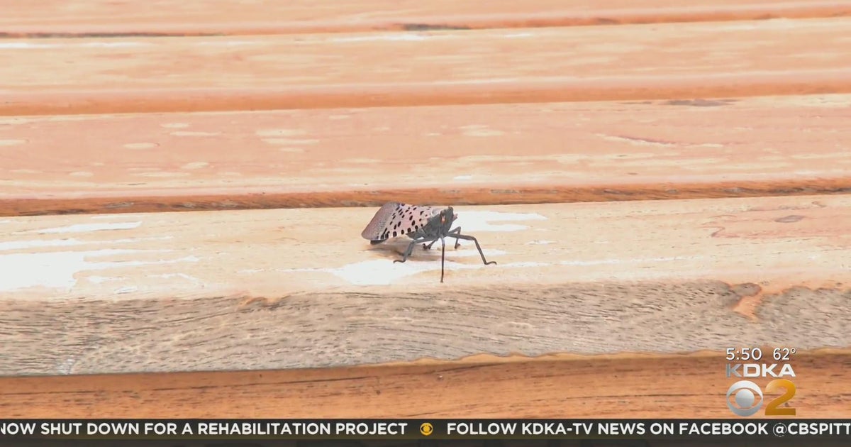 Shunning the spotted lanternfly - CBS Pittsburgh