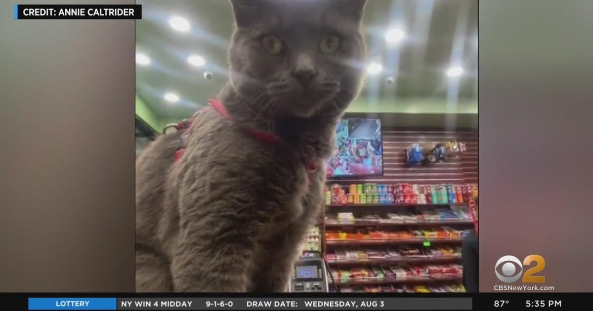 Beloved bodega cat stolen in Brooklyn - CBS New York
