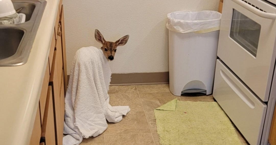 Fawns left alone are just fine, please don't bring them inside - CBS ...