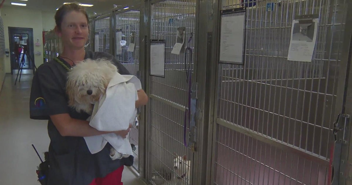 Denver Animal Shelter adoptions at half price through August for ...