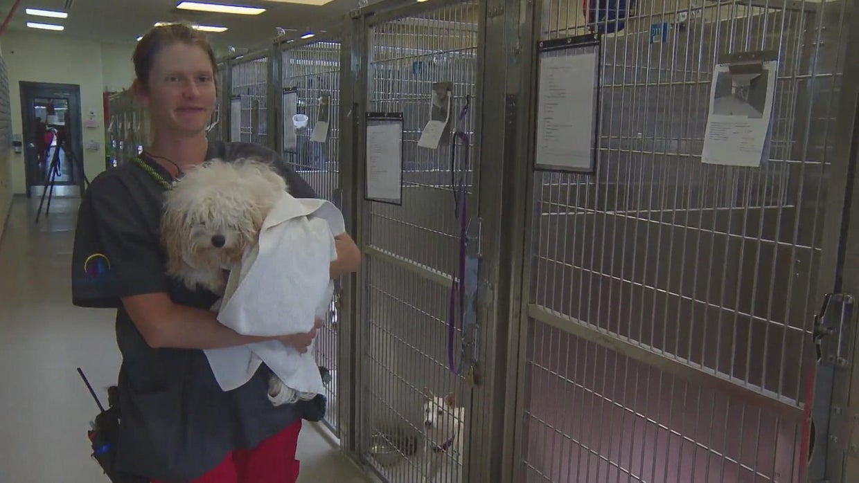 Denver Animal Shelter adoptions at half price through August for ...