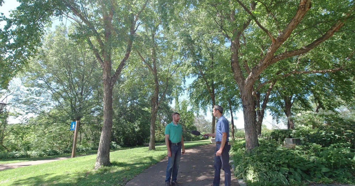 What's leading to the early signs of fall colors? - CBS Minnesota