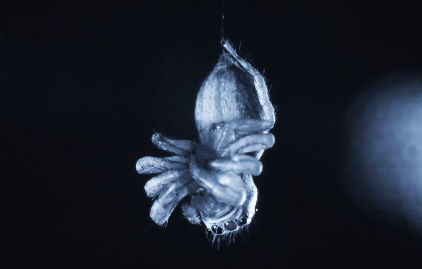 Study finds spiders likely sleep and dream a lot like people - CBS News