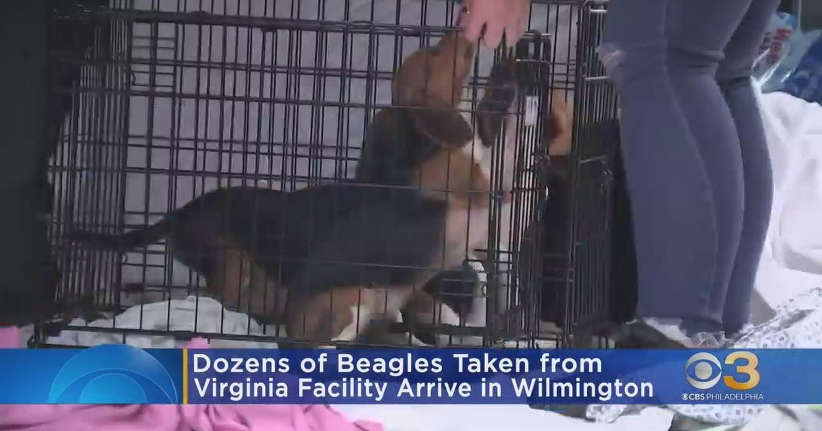 Dozens of beagles taken from Virginia facility arrive in Wilmington ...