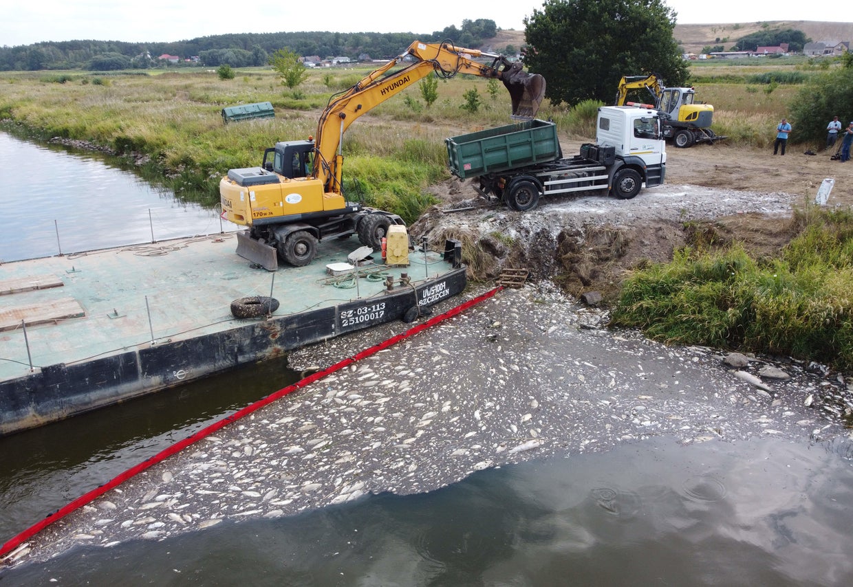 Mystery toxin suspected as 100 tons of dead fish removed from Oder ...