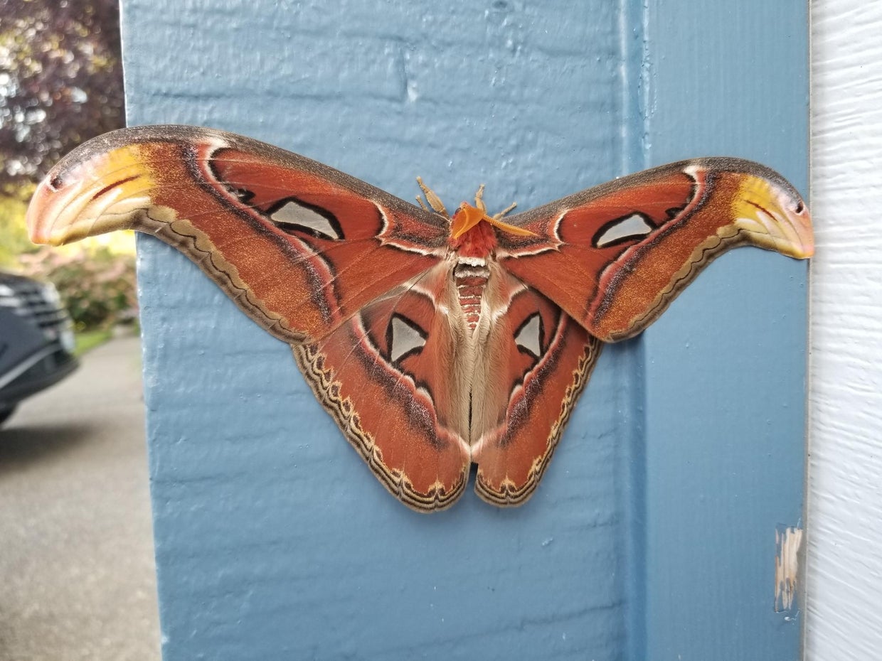 One of the world's largest moths has been found for the first time in ...