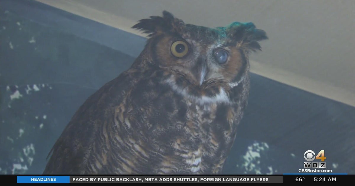 It Happens Here: Trailside Museum a hidden gem in the Blue Hills - CBS ...