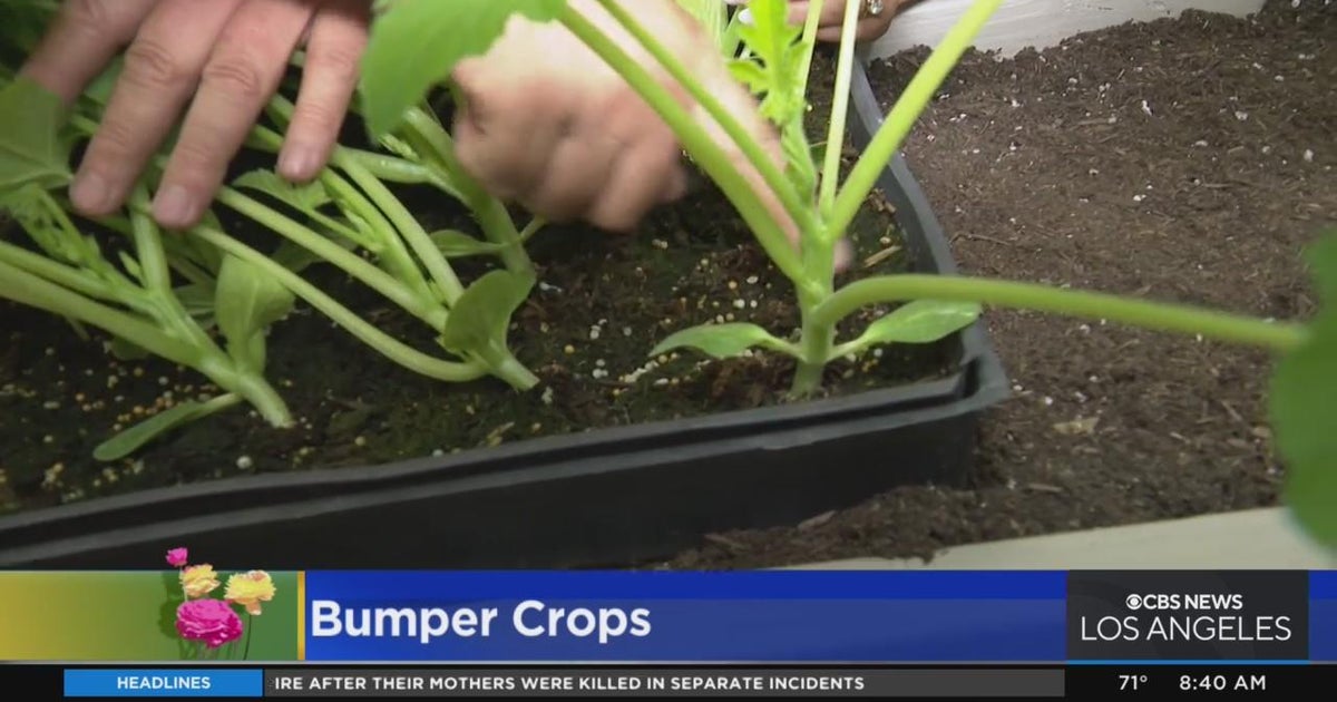 How using bumper crops can help you improve your garden - CBS Los Angeles