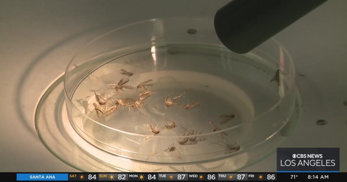 Mosquito prevention: how to avoid getting bit by a mosquito - CBS Los ...