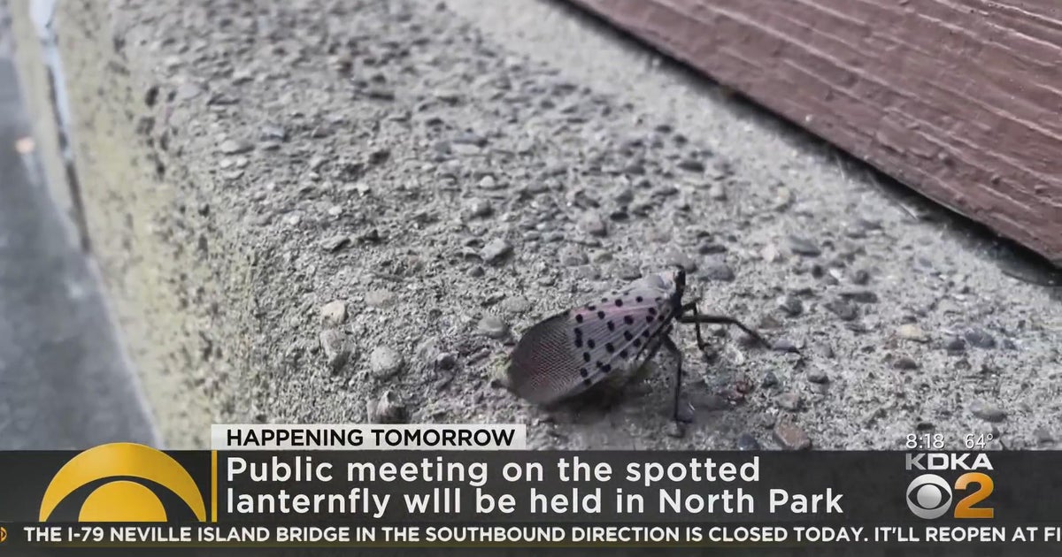 Public meeting to be held on spotted lanternfly - CBS Pittsburgh