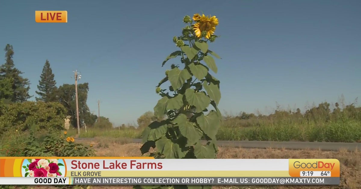 Stone Lake Farms - Good Day Sacramento