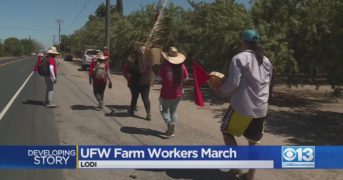 UFW farm workers march reaches Lodi - CBS Sacramento