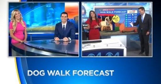 CBS4 This Morning Dog Walk Forecast featuring Milly - CBS Colorado