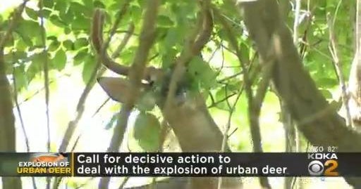 Experts call for decisive action to deal with explosion of deer ...