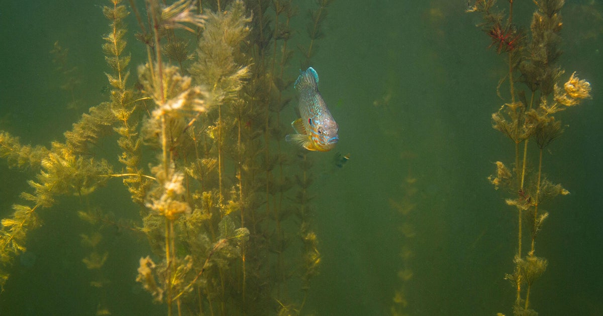 Aquatic invasive plant species detected at Boulder Reservoir - CBS Colorado