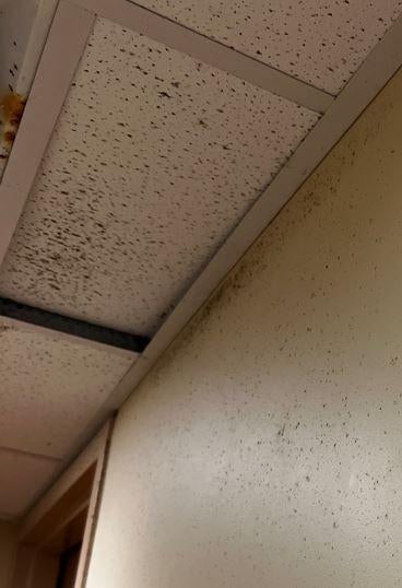 More than 1,100 soldiers at Fort Bragg living in mold-infested barracks - CBS News