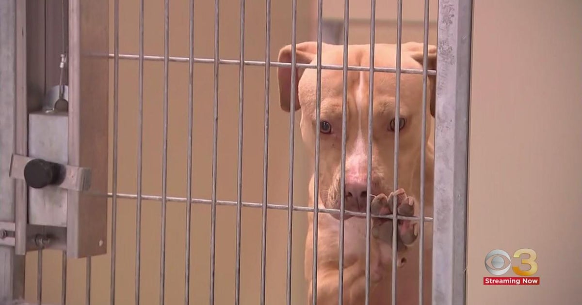 ACCT Philly at capacity, needs adopters or fosters for animal to avoid ...