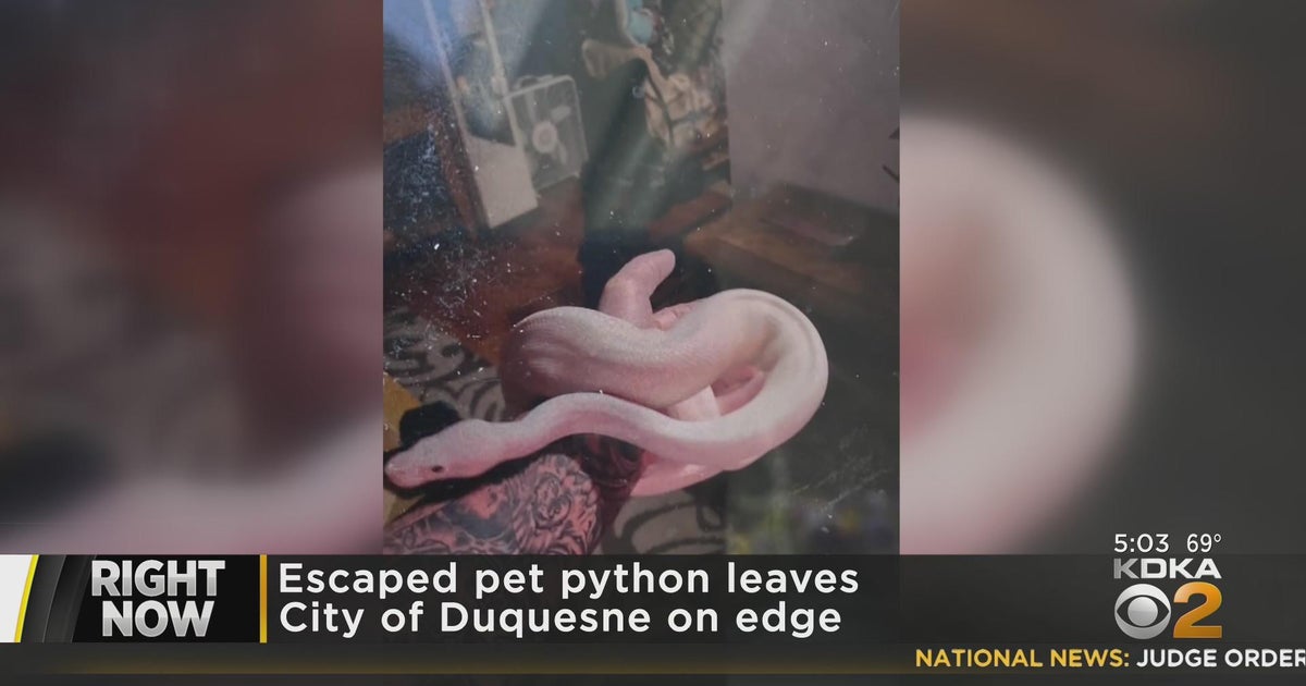 Escaped pet python leaves City of Duquesne on edge - CBS Pittsburgh