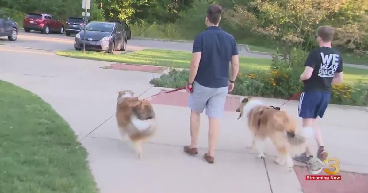 CBS3 Pet Project: Rescue rule of three for pet adoption - CBS Philadelphia