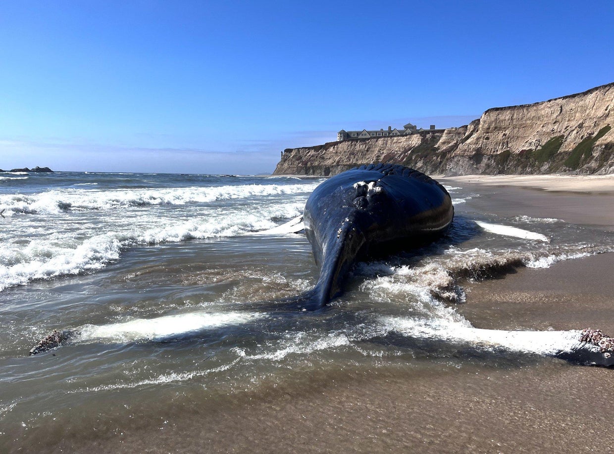 'Whale Safe' mapping system unveiled to help prevent whale-ship ...