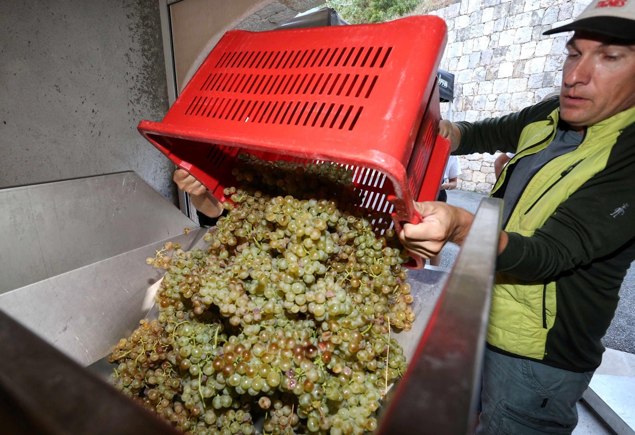 Record heat forces early harvest in France's wine country, and it may ...