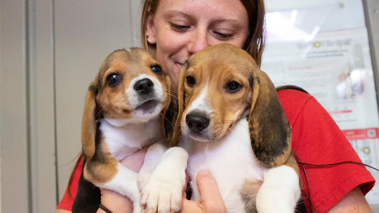 All 4,000 beagles have been rescued from breeding facility closed after ...