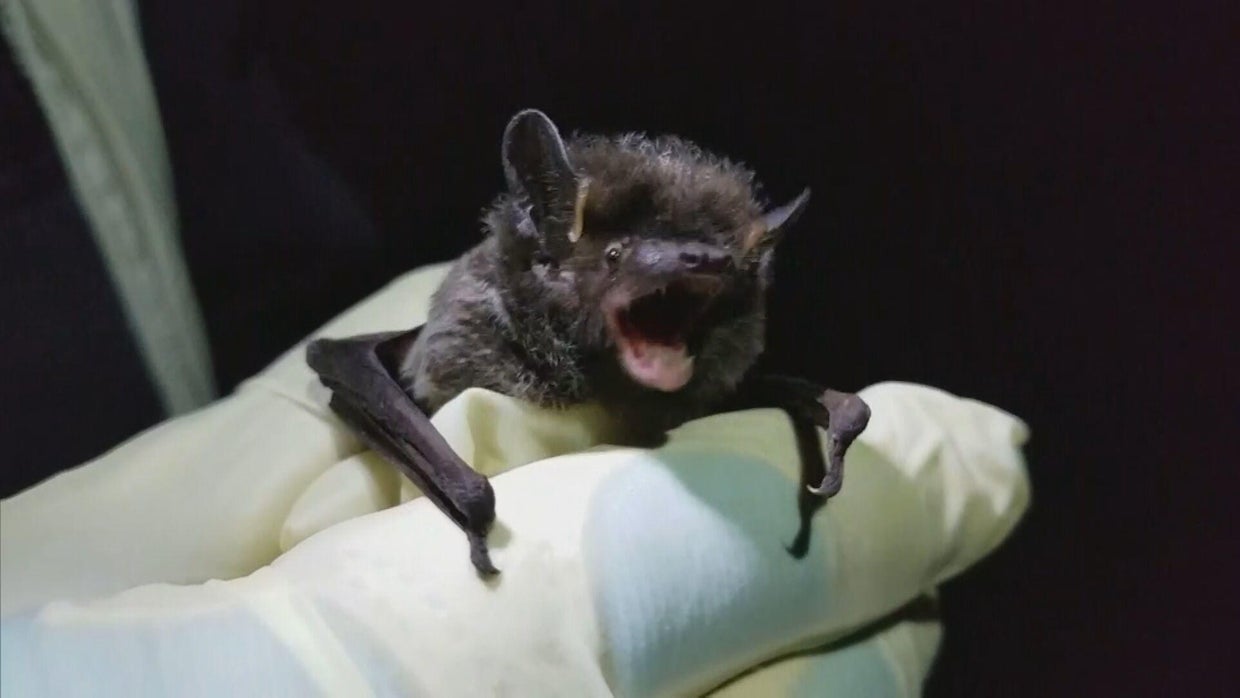 Deadly 'white-nose' fungus in bats spotted for the first time in ...
