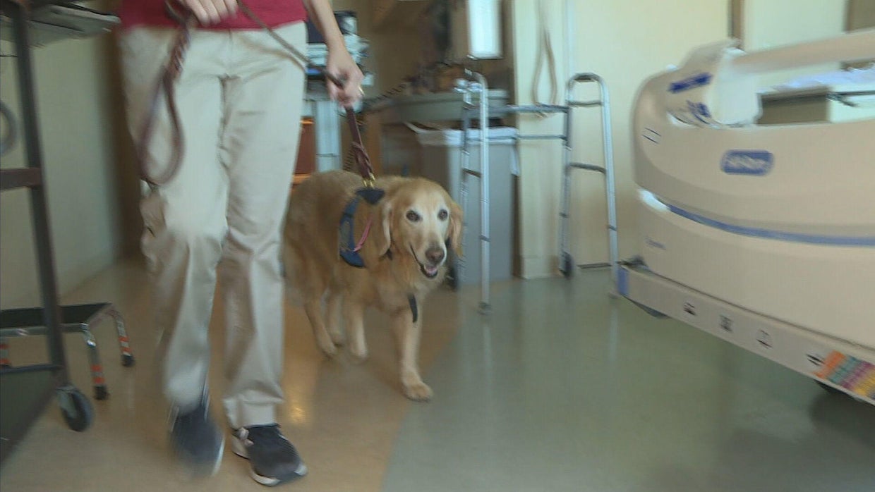 Comfort dog Cubby remembered for bringing relief after traumatic events ...