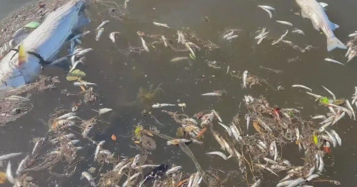 Thousands of smelly dead fish in Lake Merritt killed by algae bloom ...