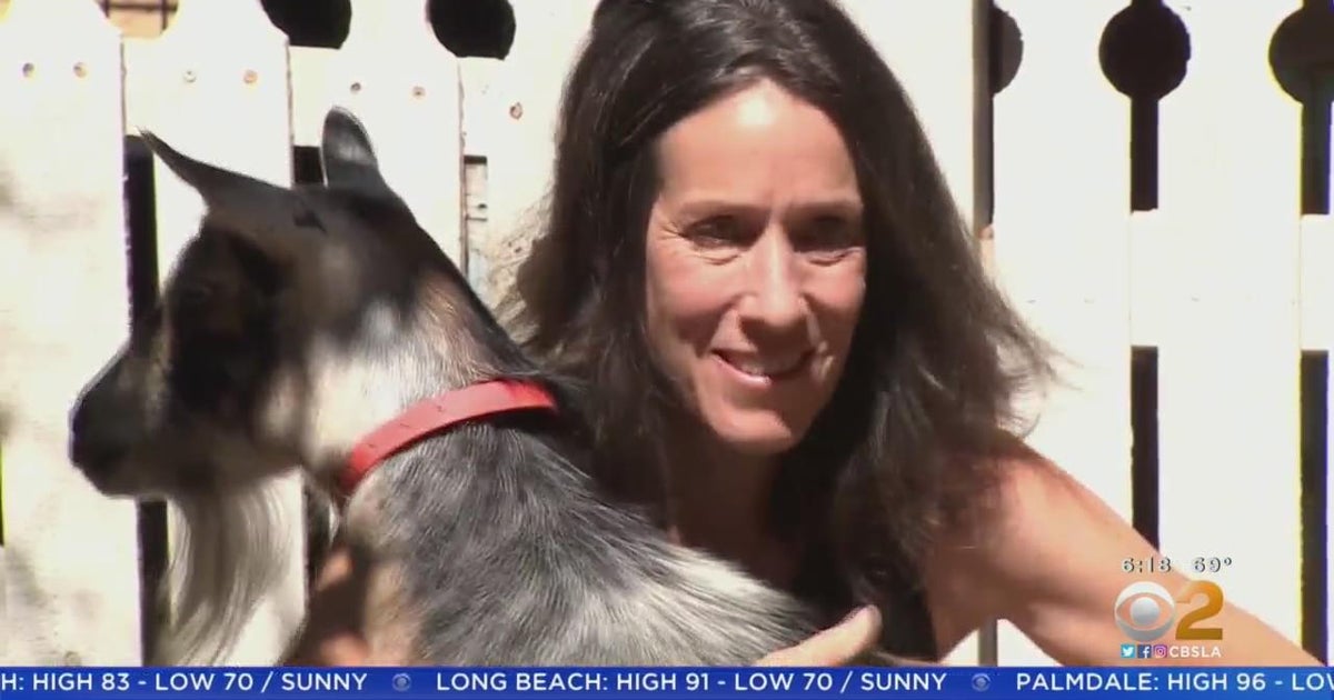STEAM: Michelle Tritten is a goat handler and trainer - CBS Los Angeles