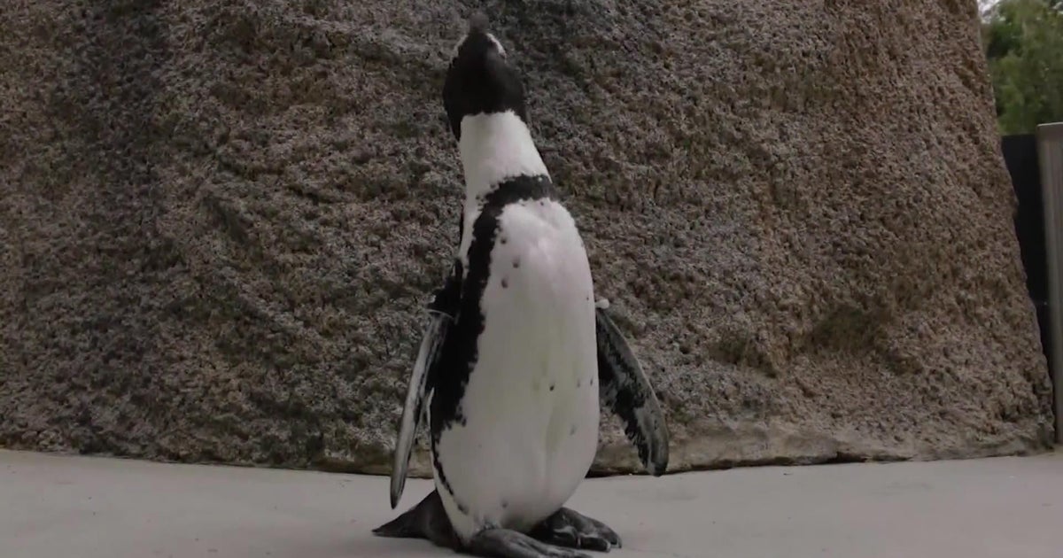 San Diego Zoo penguin is walking tall with new boots - CBS Chicago