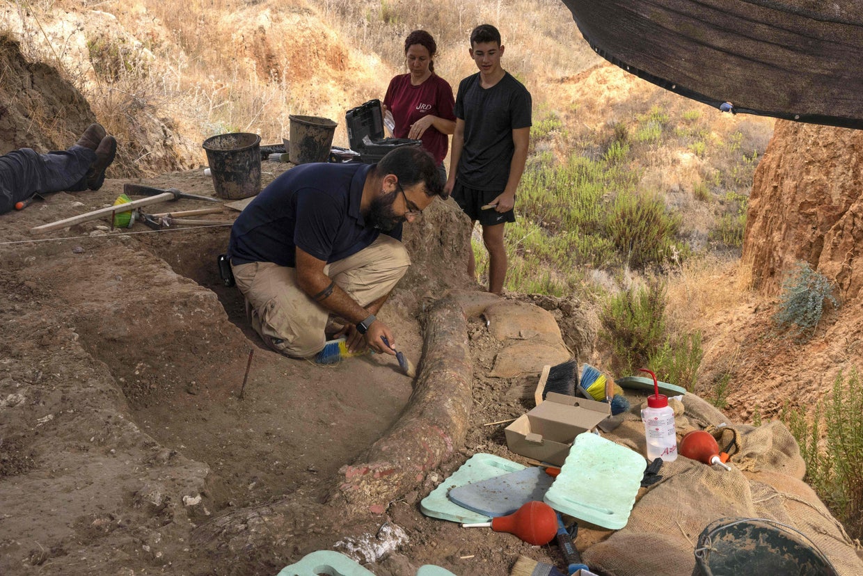 Massive ancient elephant tusk unearthed by archaeologists in Israel ...