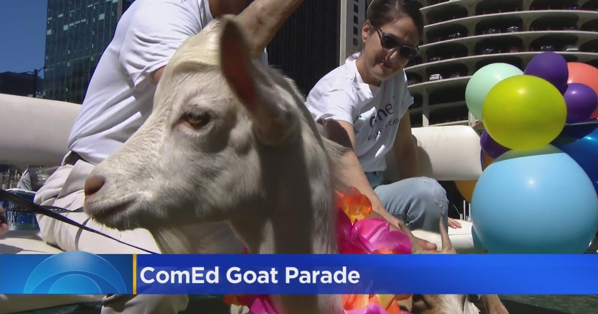ComEd takes goats on Chicago River parade - CBS Chicago