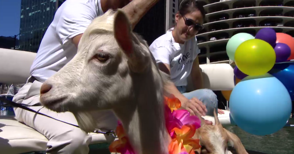 ComEd goat parade held along Chicago River - CBS Chicago