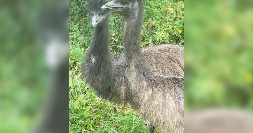 Two emus on the loose in Washington County - CBS Pittsburgh