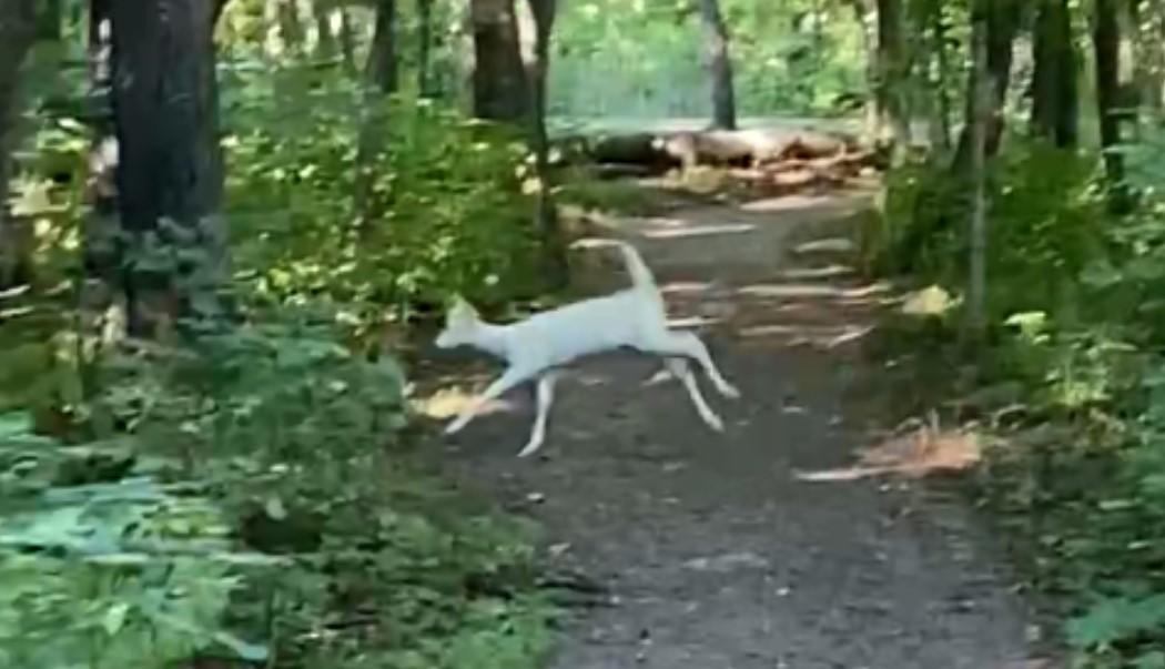 Rare albino fawn spotted near Lake Mille Lacs - CBS Minnesota