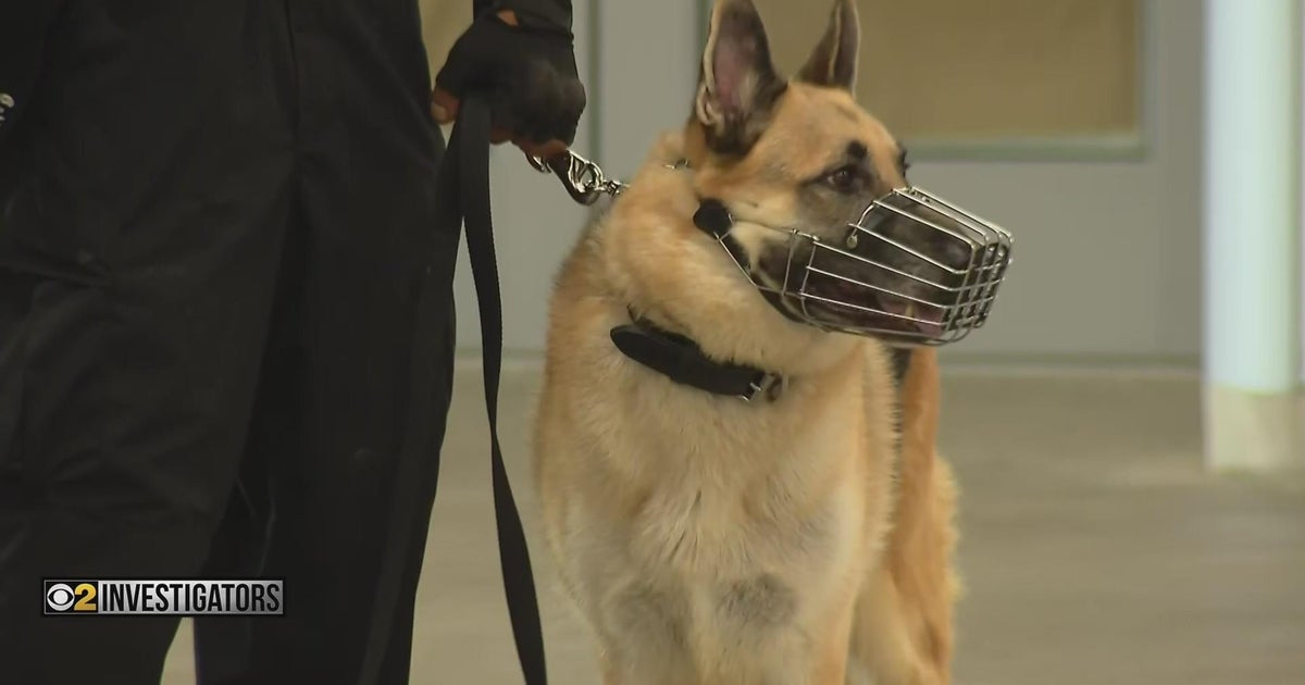 CTA bringing K-9 units onto Red Line, and it doesn't come cheap - CBS ...