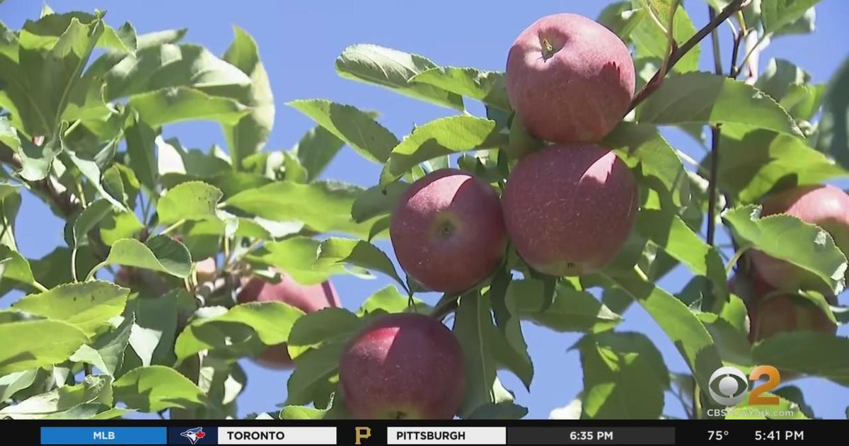 New York fruit farms ready for apple picking season, despite drought ...