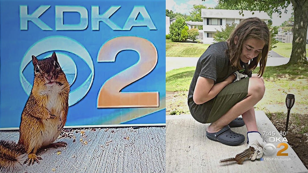 'George The Chipmunk' goes from family's pet project to viral sensation ...