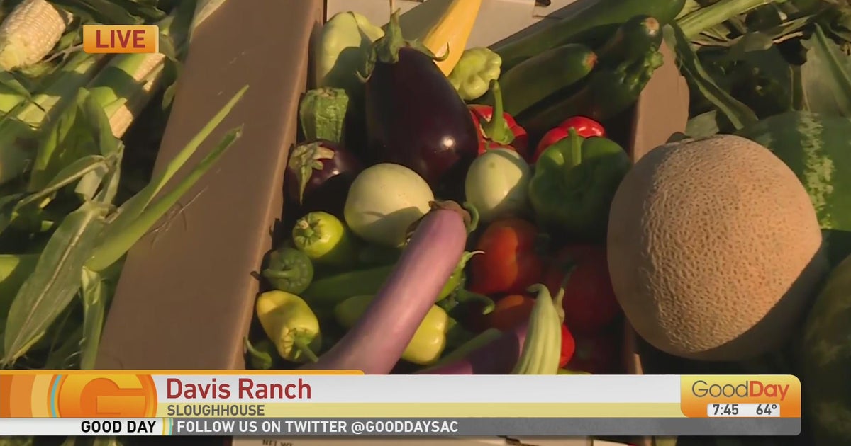 Fresh corn at Davis Ranch in Sloughhouse! - Good Day Sacramento