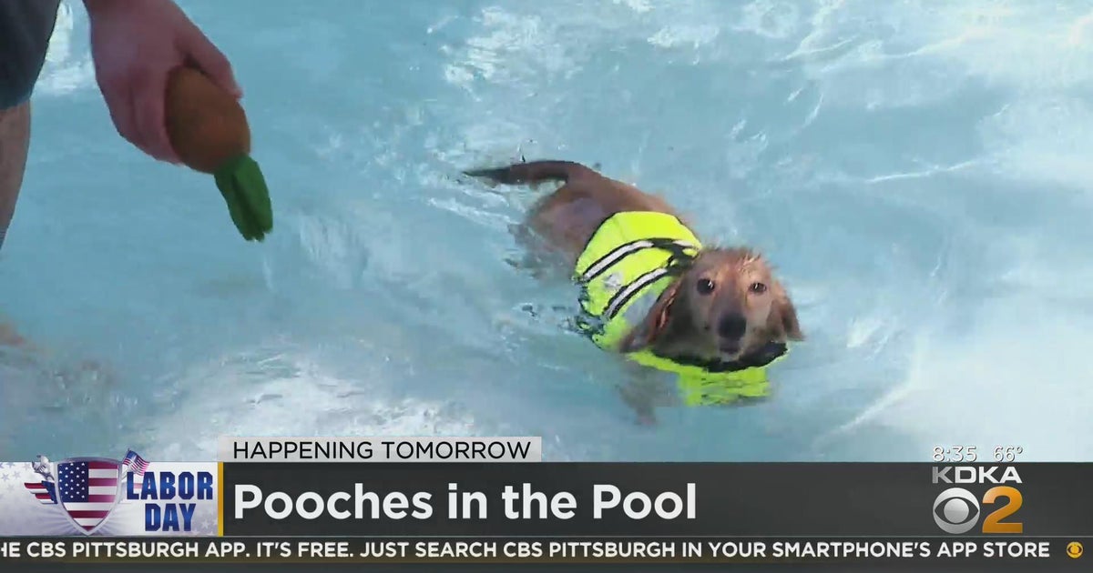 Allegheny County Pooches in the Pool returns - CBS Pittsburgh
