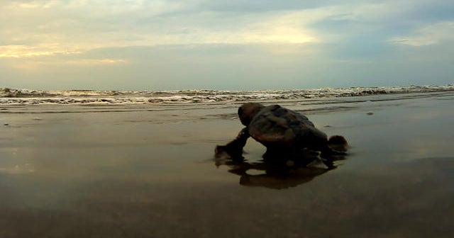 Nature: Sea turtle hatchlings - CBS News