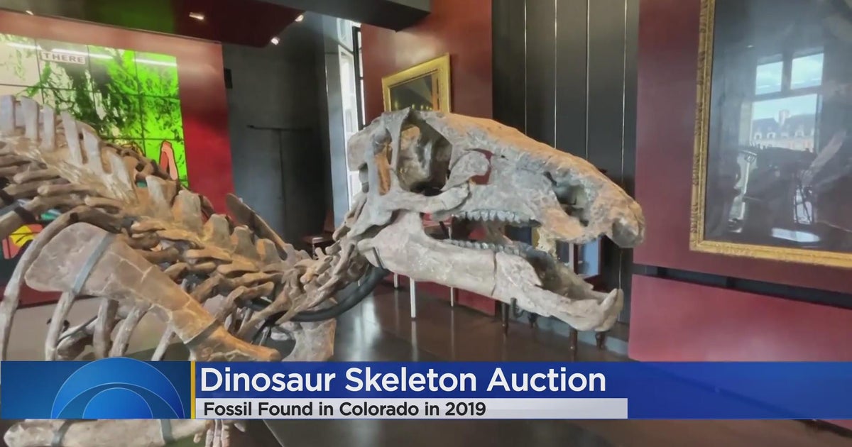 Dinosaur skeleton found in Colorado is for sale - CBS Colorado