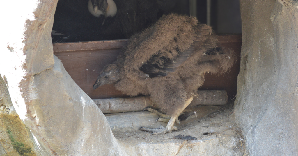 National Aviary's Andean Condor chick gets new name, fledges the nest ...