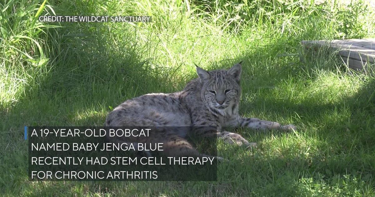 19-year-old Minnesota bobcat receives stem cell therapy for chronic ...