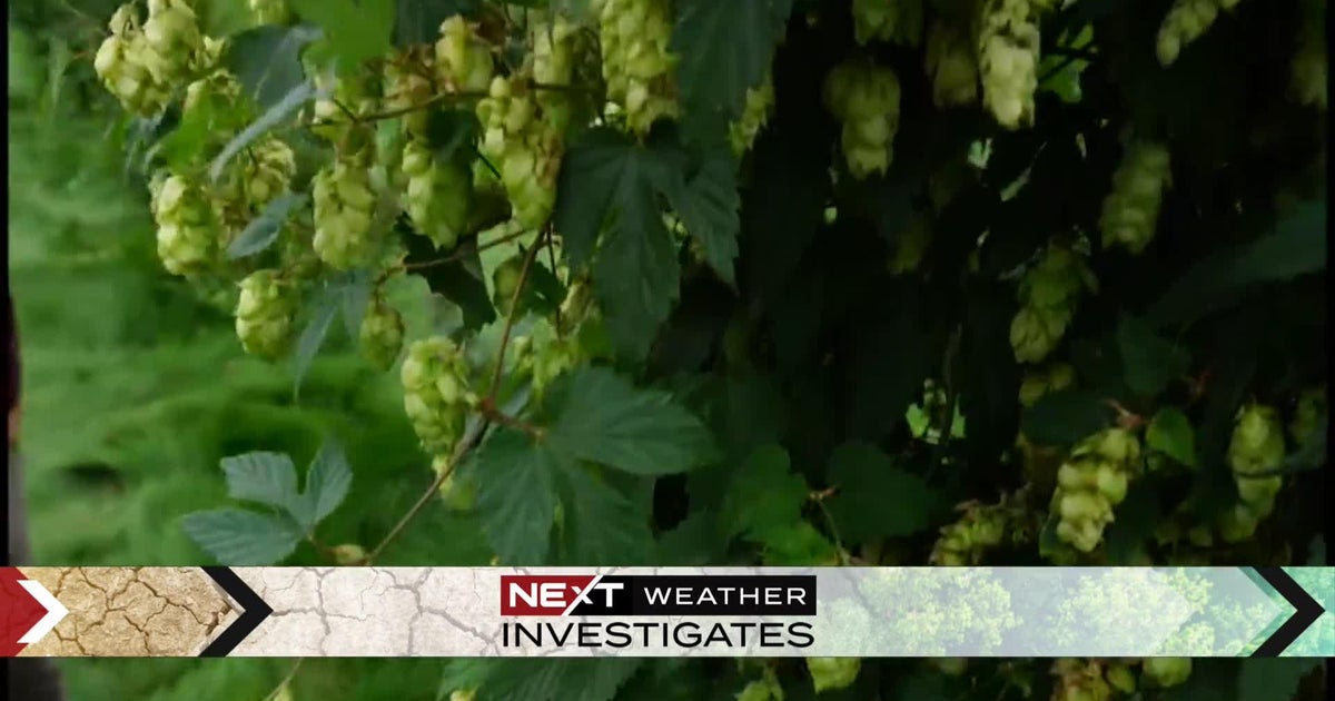 Research at U of M aims to create hop variety that thrives in Midwest ...