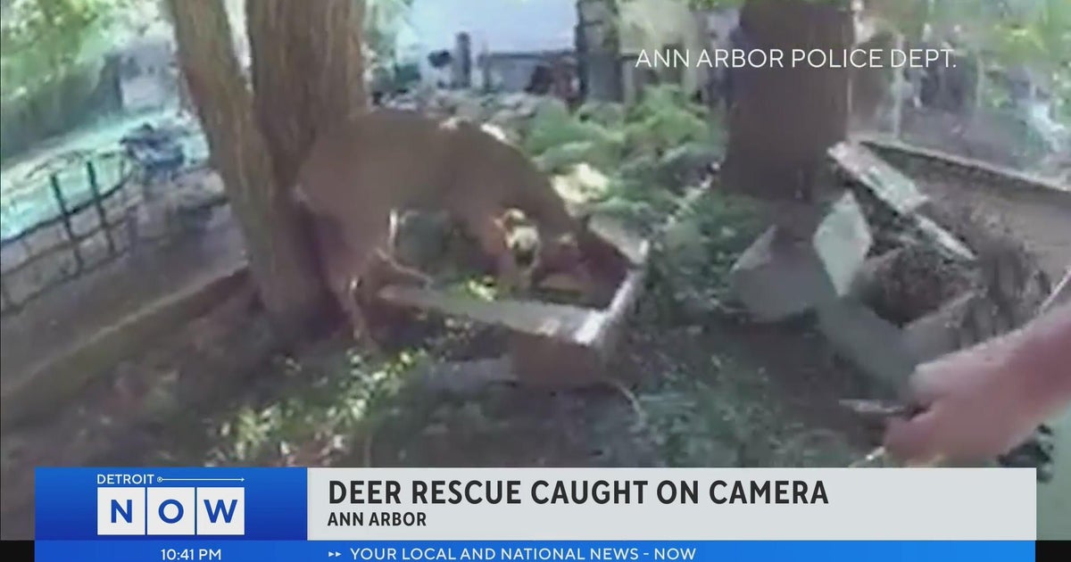 Ann Arbor police rescue deer stuck in backyard - CBS Detroit