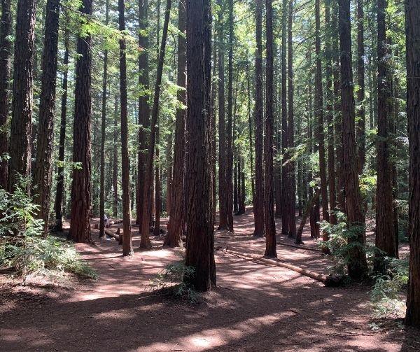 Sequoia Point in Oakland's Joaquin Miller Park to be returned to ...
