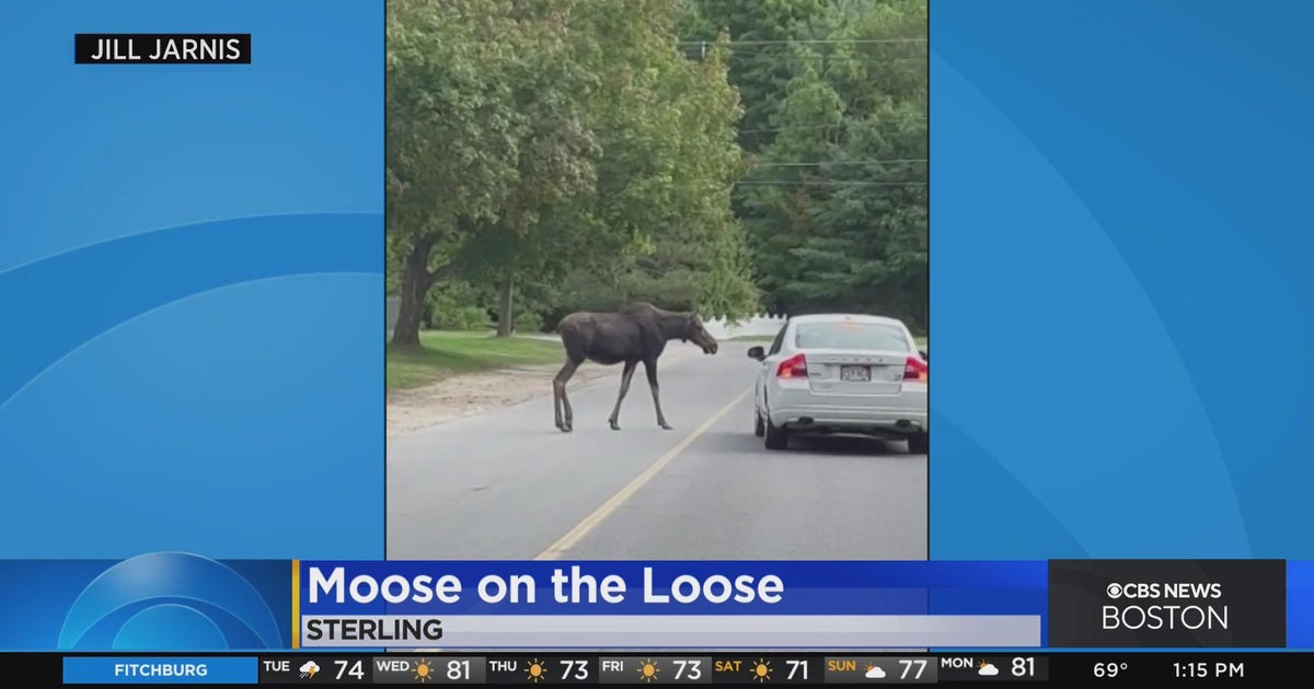 Moose spotted strolling through Sterling neighborhoods - CBS Boston
